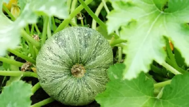 Zucchini Kolobok F1