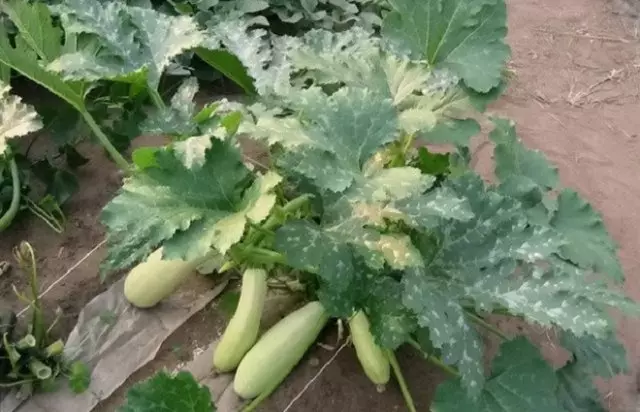 Zucchini vendosur f1