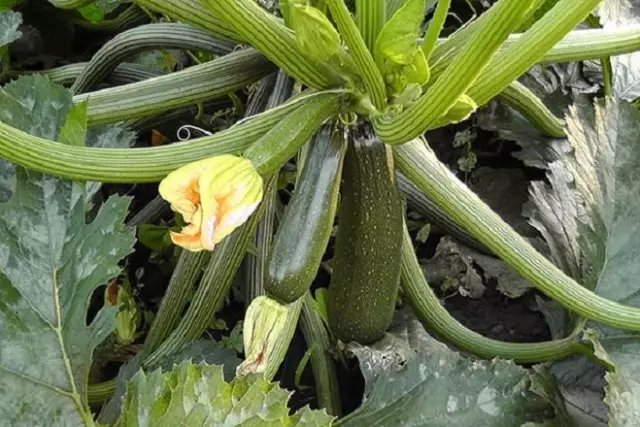 Zucchini Aeronaut.