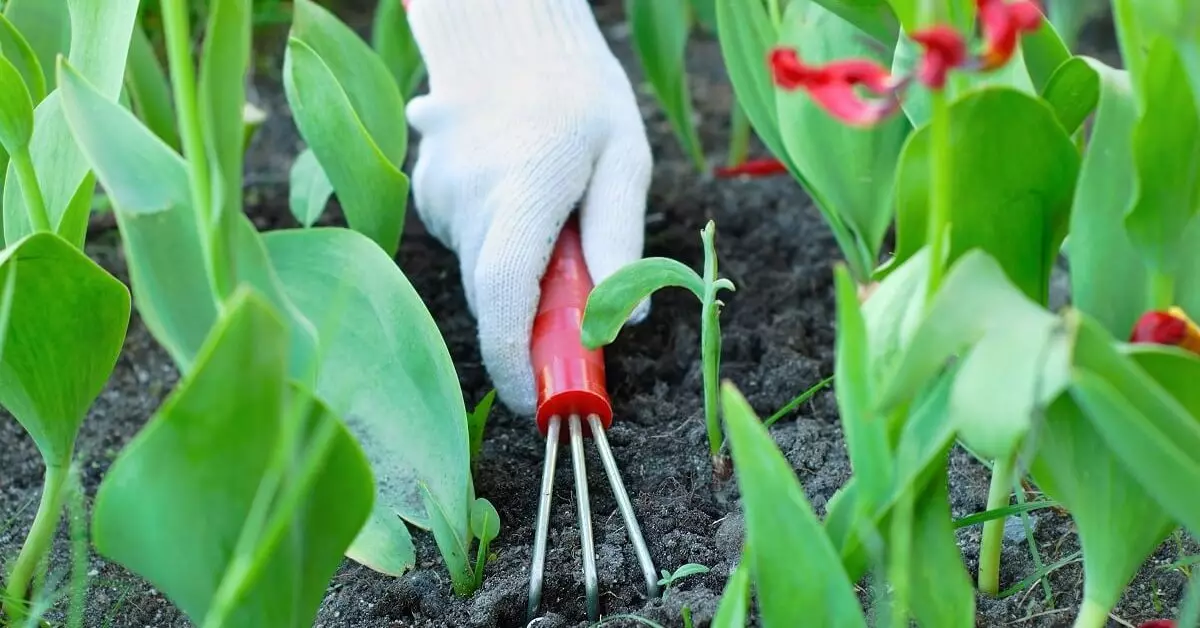 Que alimentar tulipanes en la primavera y después de la floración