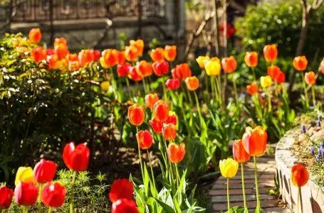 Que alimentar els tulipes a la primavera i després de la floració 91_1