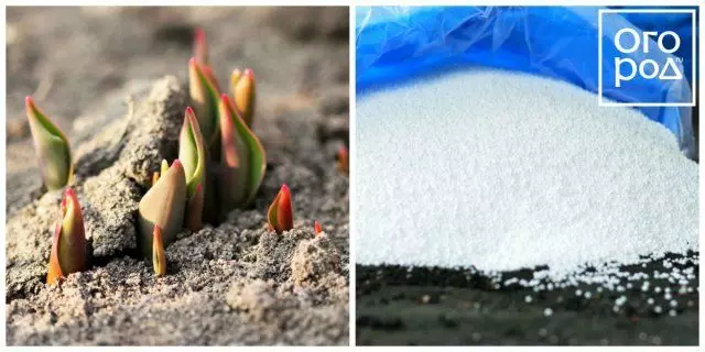 Tulipanes cerrados y fertilizantes.