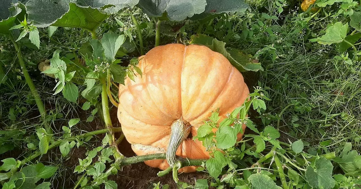 Come capire che la zucca è già maturata