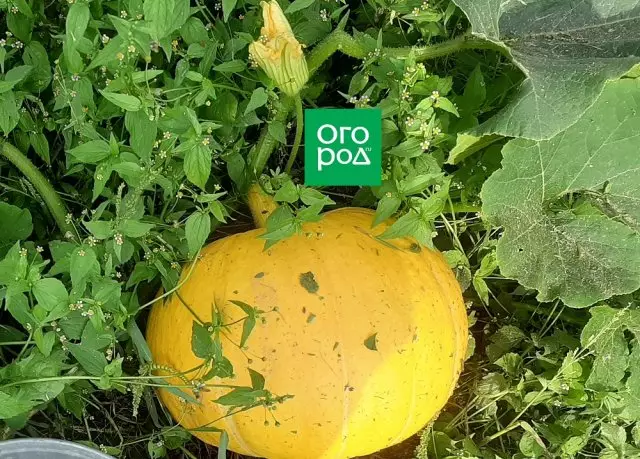 Può esserci una zucca non seduta