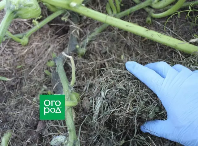 Growing pumpkin