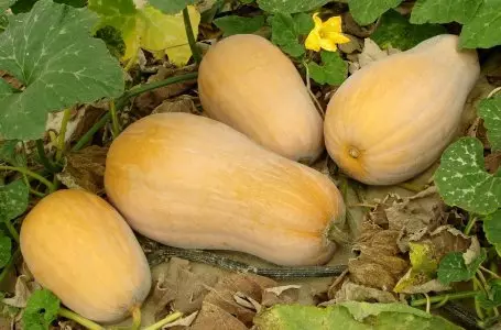 ¿Por qué la calabaza no comienza la fruta? 924_3