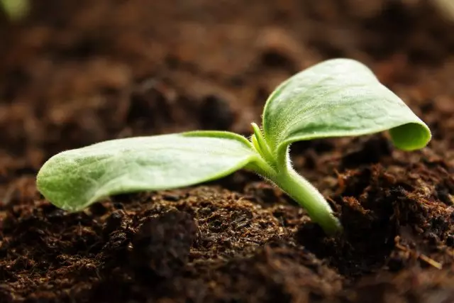 Ibibazo by'iteka: Birashoboka gutera gukoraho ya Zucchini na Pumpkins