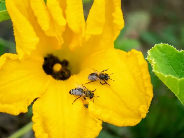 Pollination af Kabachkov.