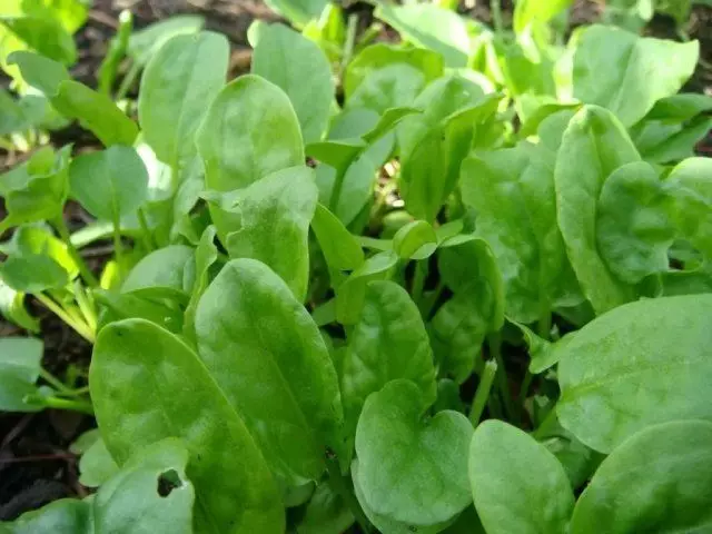 Sorrel