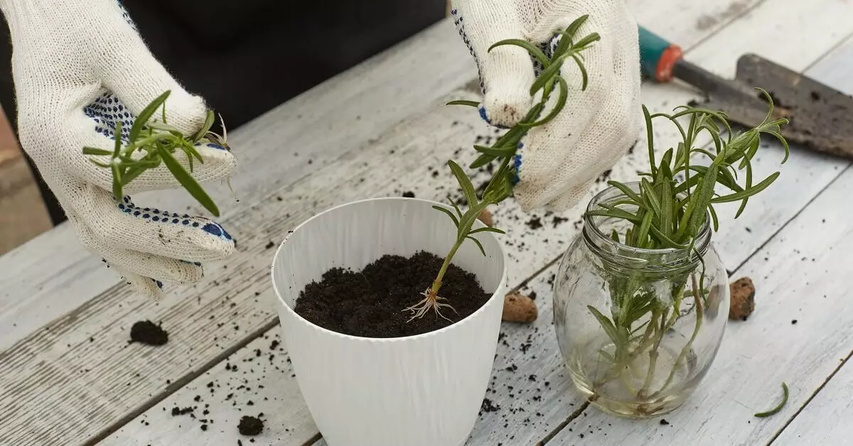 Ungakhula kanjani i-rosemary kusuka ku-SPRIG yesitolo