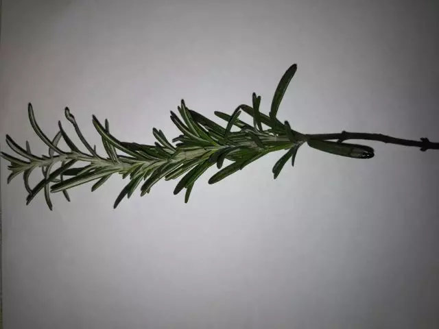 Xịt Rosemary.