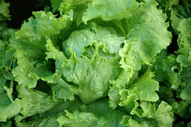 Kochno and semi-coulted salads: Features of cultivation and best varieties