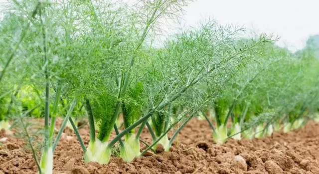 Fennel ichirovera kuchengeta chengetedzo emafuta