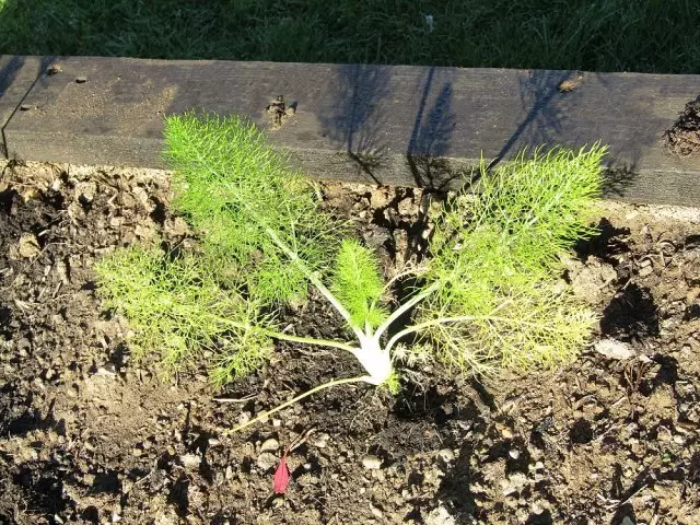 Fennel ichirovera kuchengeta chengetedzo emafuta