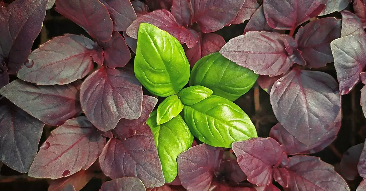 10 varietetet më të mira dhe hibridet Bazilika: aromatik, të ndritshme dhe të dobishme