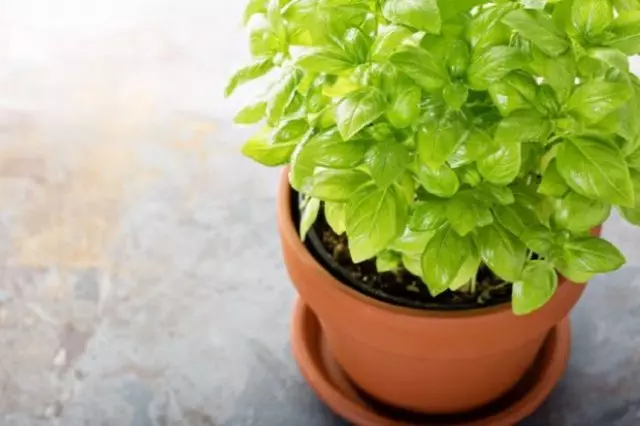 Basil na Windowsill i balkon