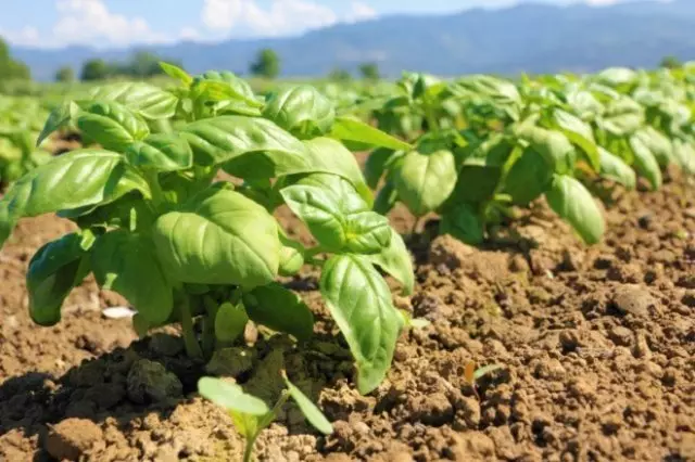 Basilico per terreno chiuso