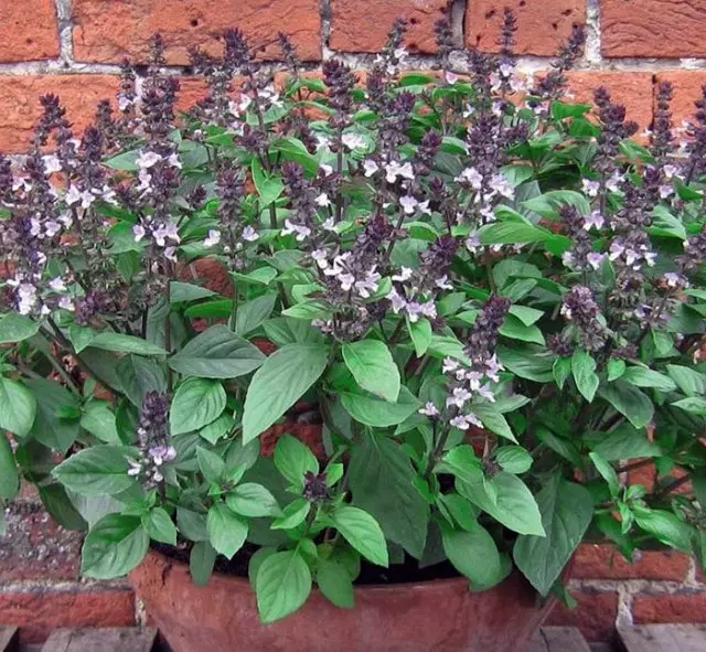 ಅತ್ಯುತ್ತಮ ಬೆಸಿಲಿಕಾ ಪ್ರಭೇದಗಳು