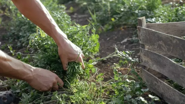 Lunar Calendar Ogorodnik para sa 2021 Taon Harvest ng Greenery.