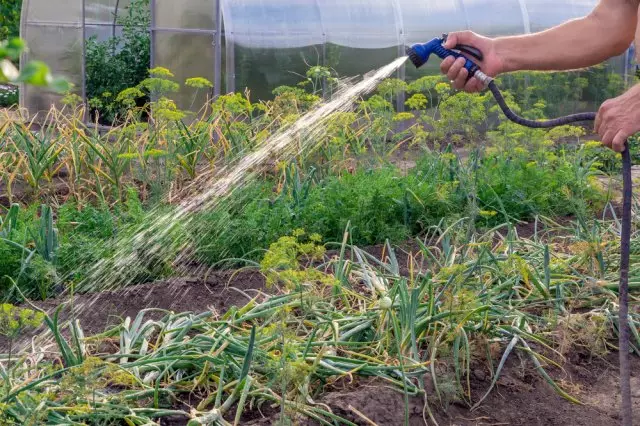 Calendari lunar Ogorodnik per a la vegetació de 2021