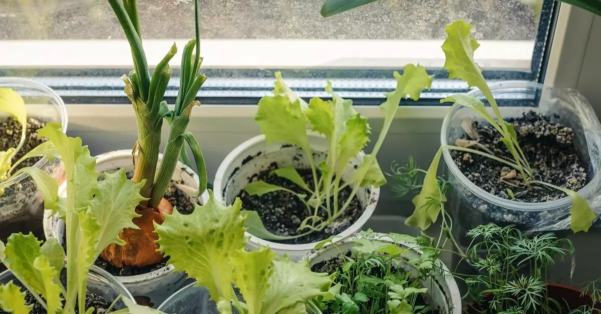 Best Green Grade for Growing on the Window