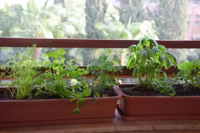 Come coltivare verdi sul balcone