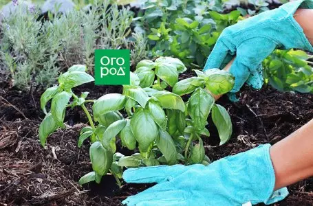 Quais especiarias podem ser cultivadas na faixa do meio 940_3