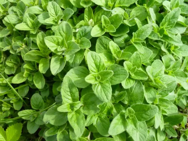 Oregano (Orego)