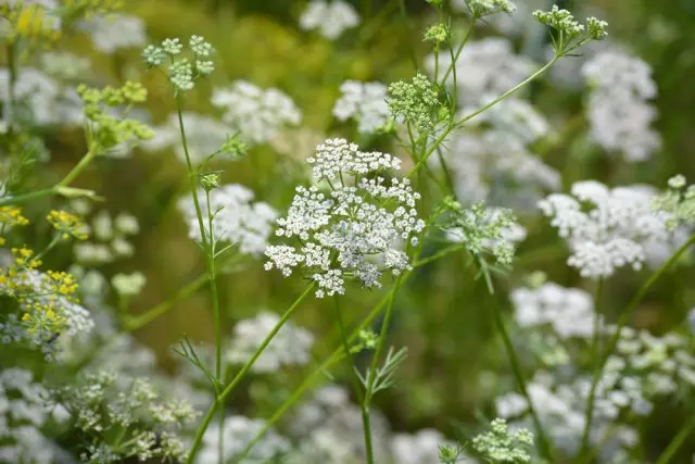 caraway