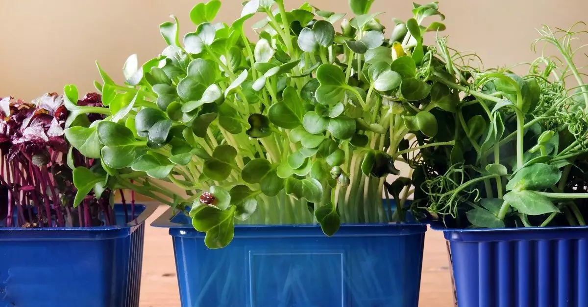 How to grow greens in the apartment