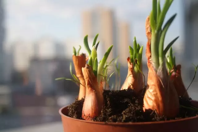 Basasha windowsill