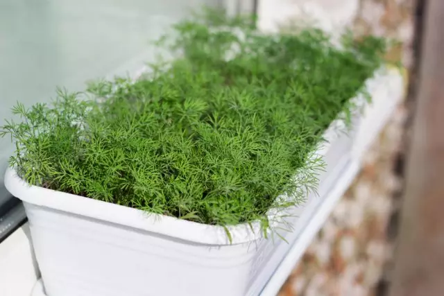 Dill sa windowsill