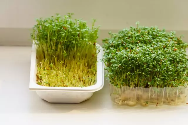 สลัด Cress บน windowsill