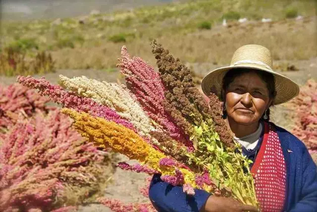 චිත්රපට රොඩිනා පැල