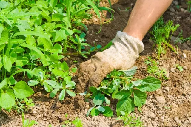 Giddle of Vegetable