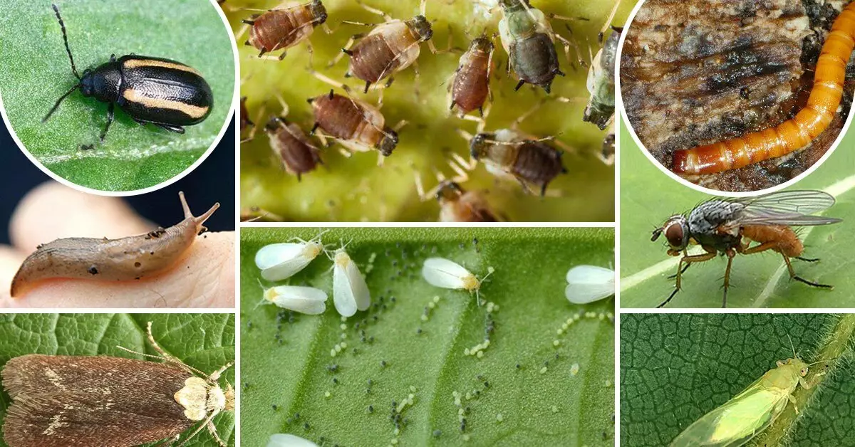 The most dangerous pests of green crops