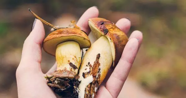 How to grow forest mushrooms in the country