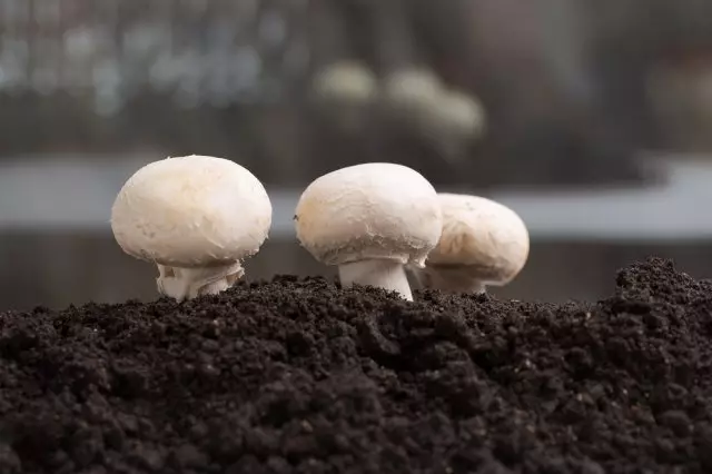 কিভাবে champignons বৃদ্ধি