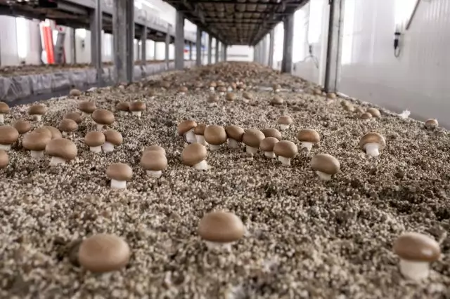 Champiñones crecientes en el sótano.