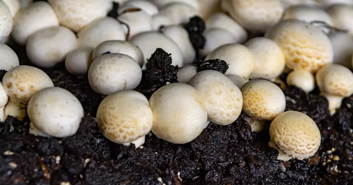 How to make a compost for growing champignons at home