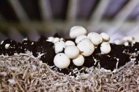 Hoe een compost te maken voor het kweken van champignons thuis 950_5