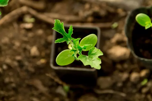 Seedling Watermelon