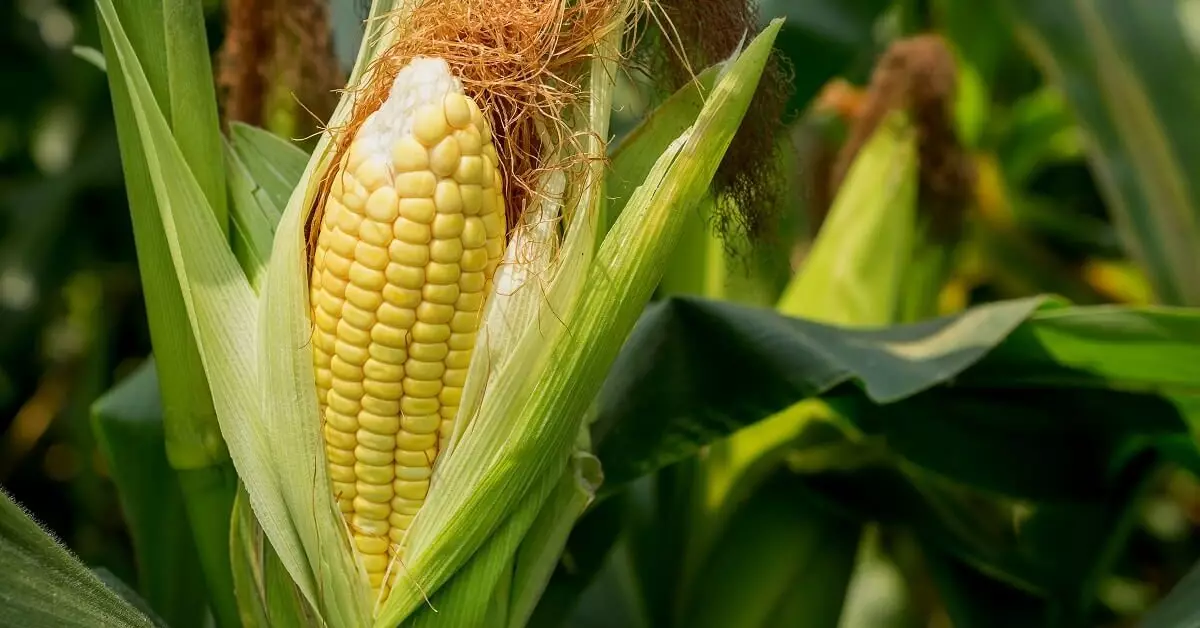 Growing corn at the cottage - reveal the secrets of high crop