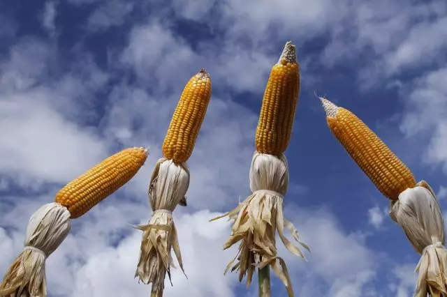 Corn sinh học chín