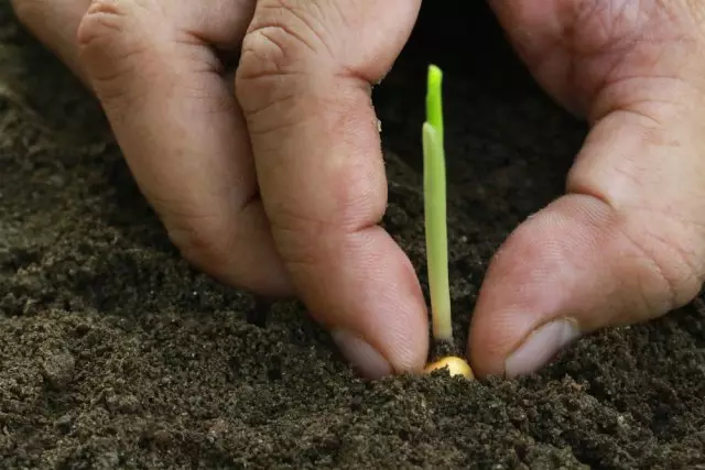 Het planten van maïszaden in open grond