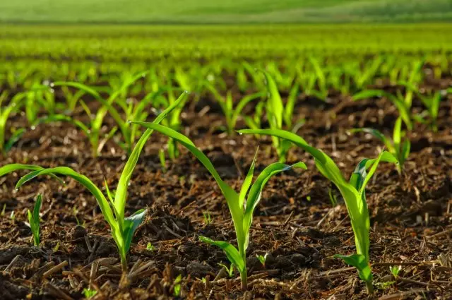 Planting mais siedden yn iepen grûn (seedlings)