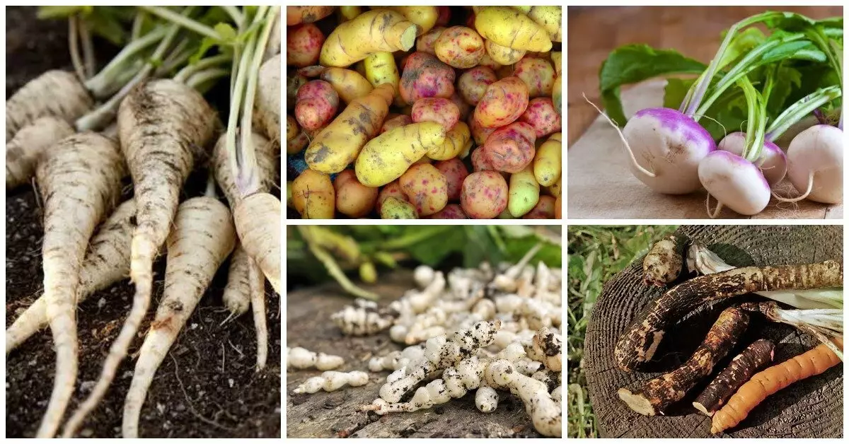 13 rare root roots for your garden - surprise the neighbors!