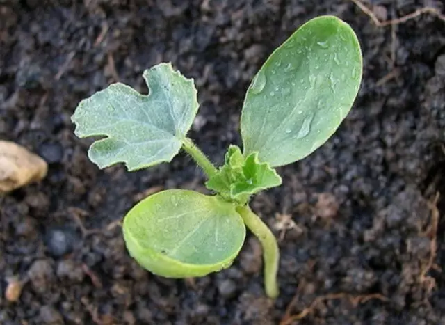 Sämling Wassermelone.