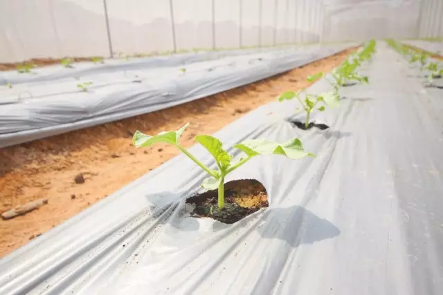 Eletermelon seedlings ni Teplice