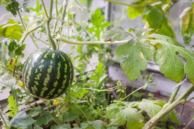 Watermelon ao Teplice